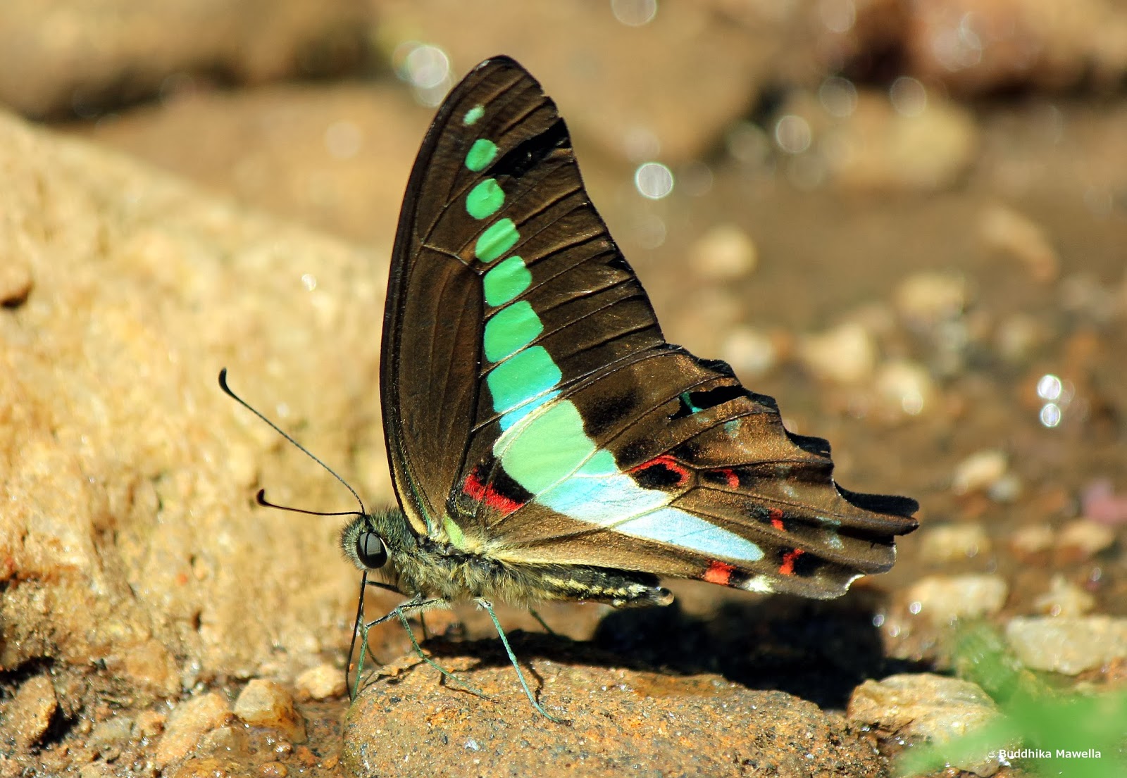 Lanka Nature Summary: Common Bluebottle (Graphium sarpedon)