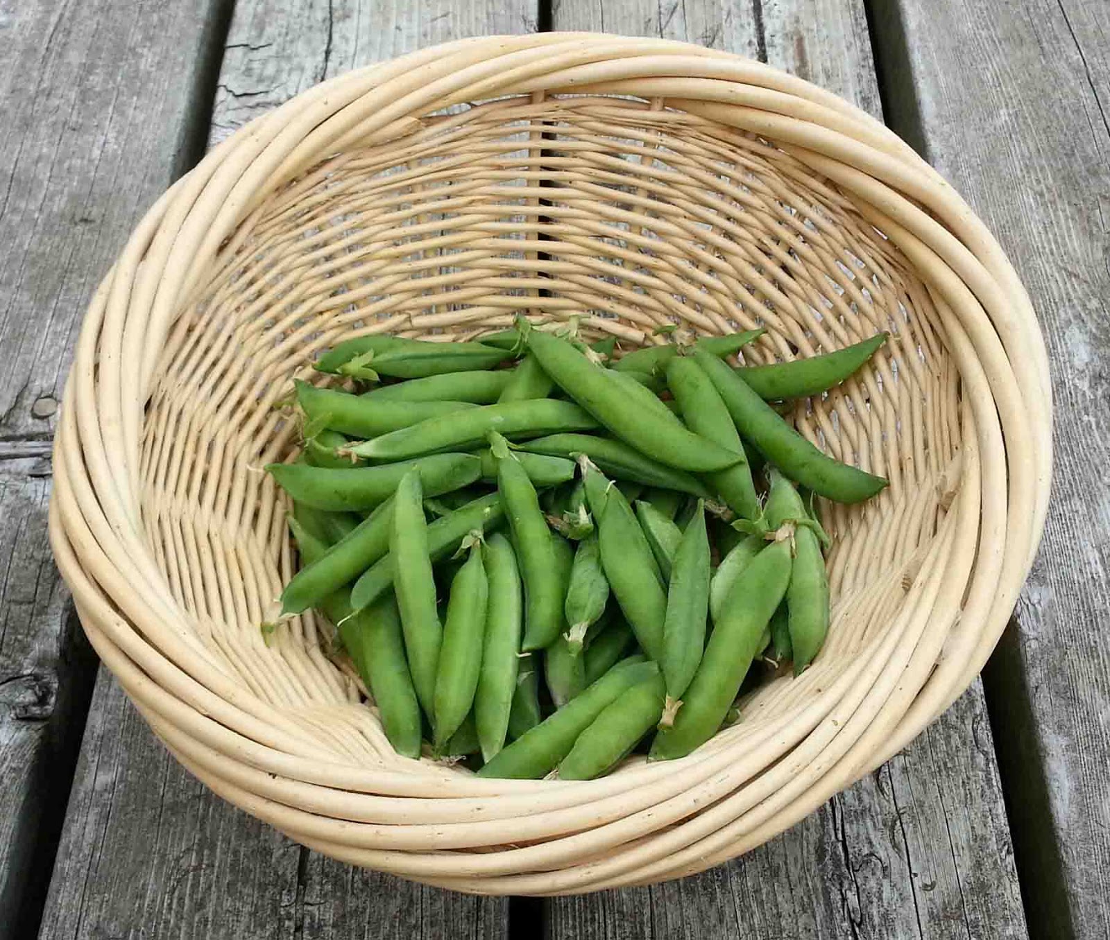The Gardening Me: End of Season Review - Peas