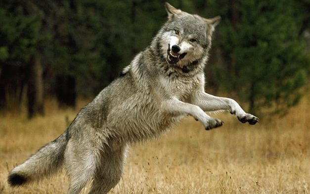 White Wolf : Call of the wild: Stunning images capture couple's ...