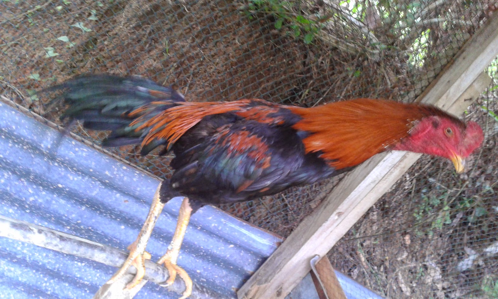 ayam sabung sabah: pakoy kaki karan