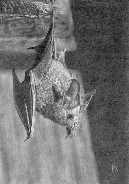Realistic Animal Drawings: Realistic Pencil Drawing Bat Good Night By ...