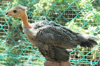 HEN INTERNATIONAL: LAS GALLINAS DE GUINEA