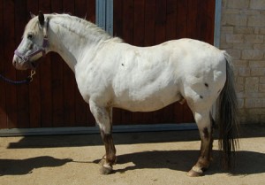Fat Overweight Horse