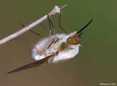 Variety of Life: Bombylius