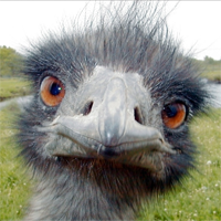 Cute animals: emu