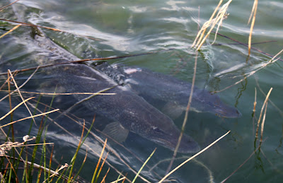 PIKE ANGLERS CLUB : Spawning pike - great picture