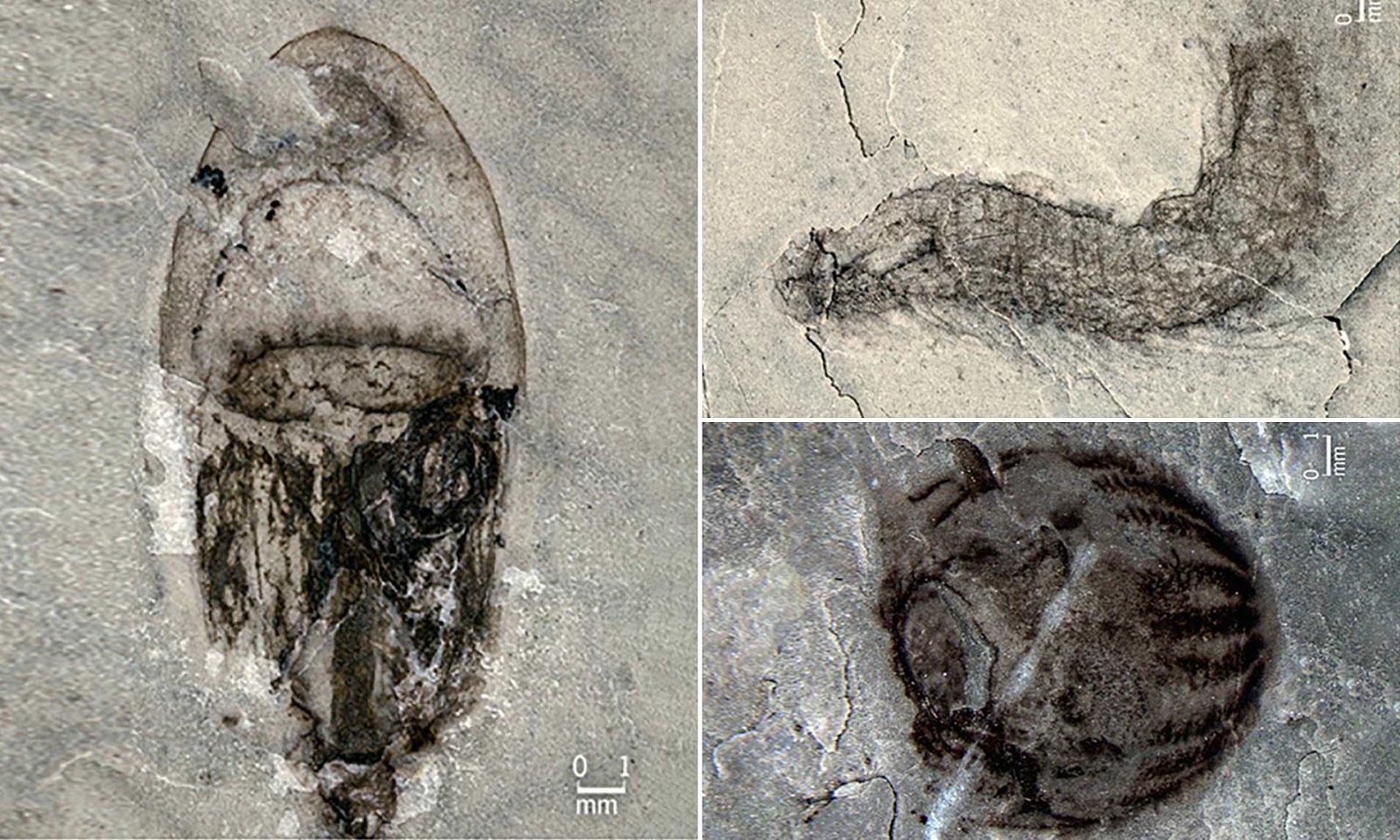 Dig Deeper: 3 Examples of Rapid Fossilization...
