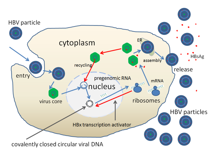 Virologyonline: virus pictures HPV HBV HSV hepadna viruses