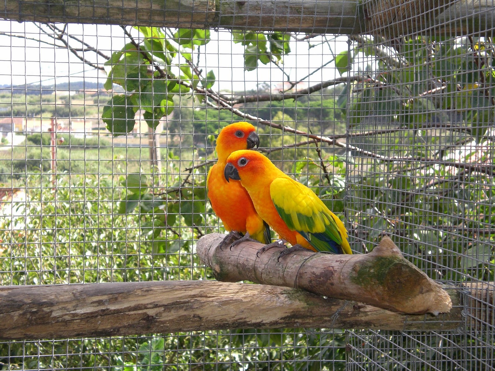 Aves do Pinhal: Aratinga Sol