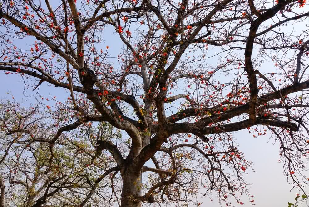 Top 10 flowering trees of India | All In One ALP