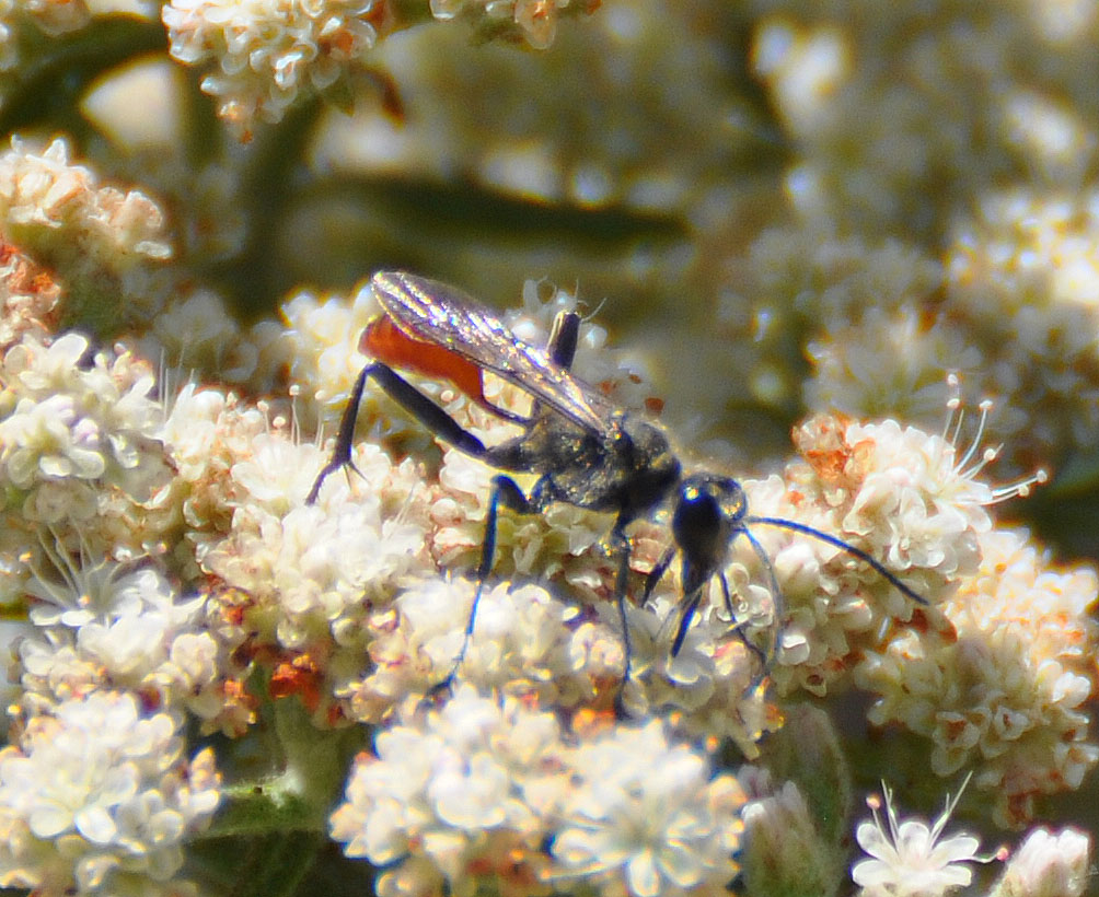 Mother Nature's Backyard - A Water-wise Garden: Thread-waisted Wasps ...