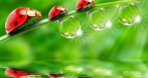 Pengertian Embun Dan Proses Terjadinya Embun - Hatsune Subs