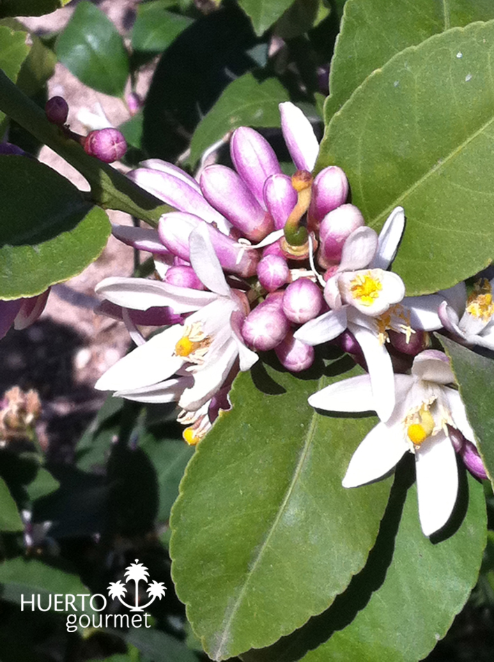 Blog Huerto Gourmet: FLORES DE AZAHAR en Huerto Gourmet