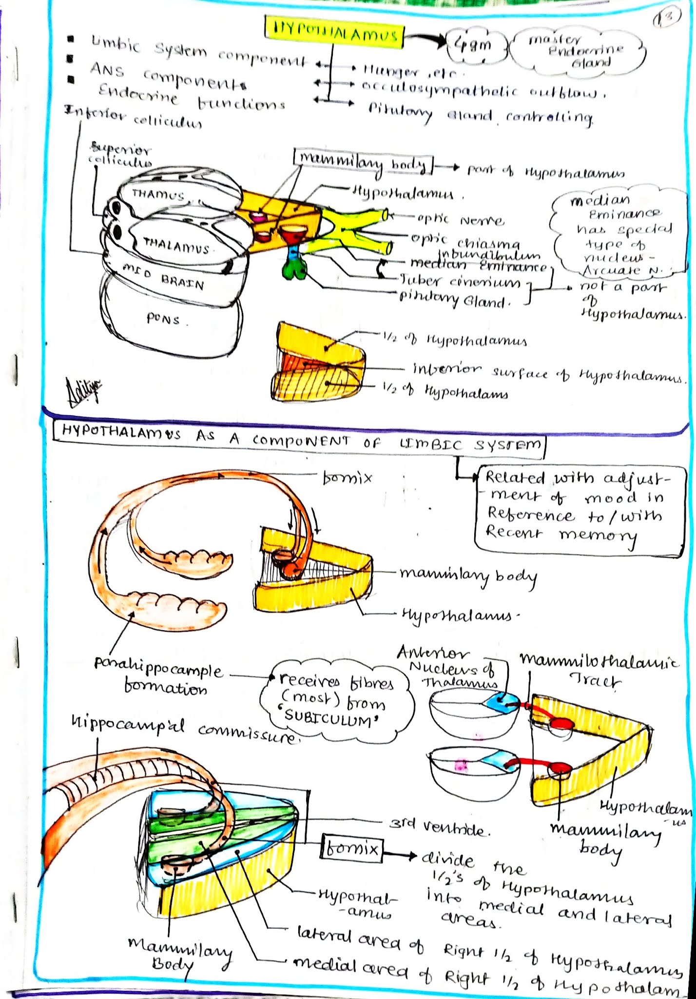 Hypothalamus 1
