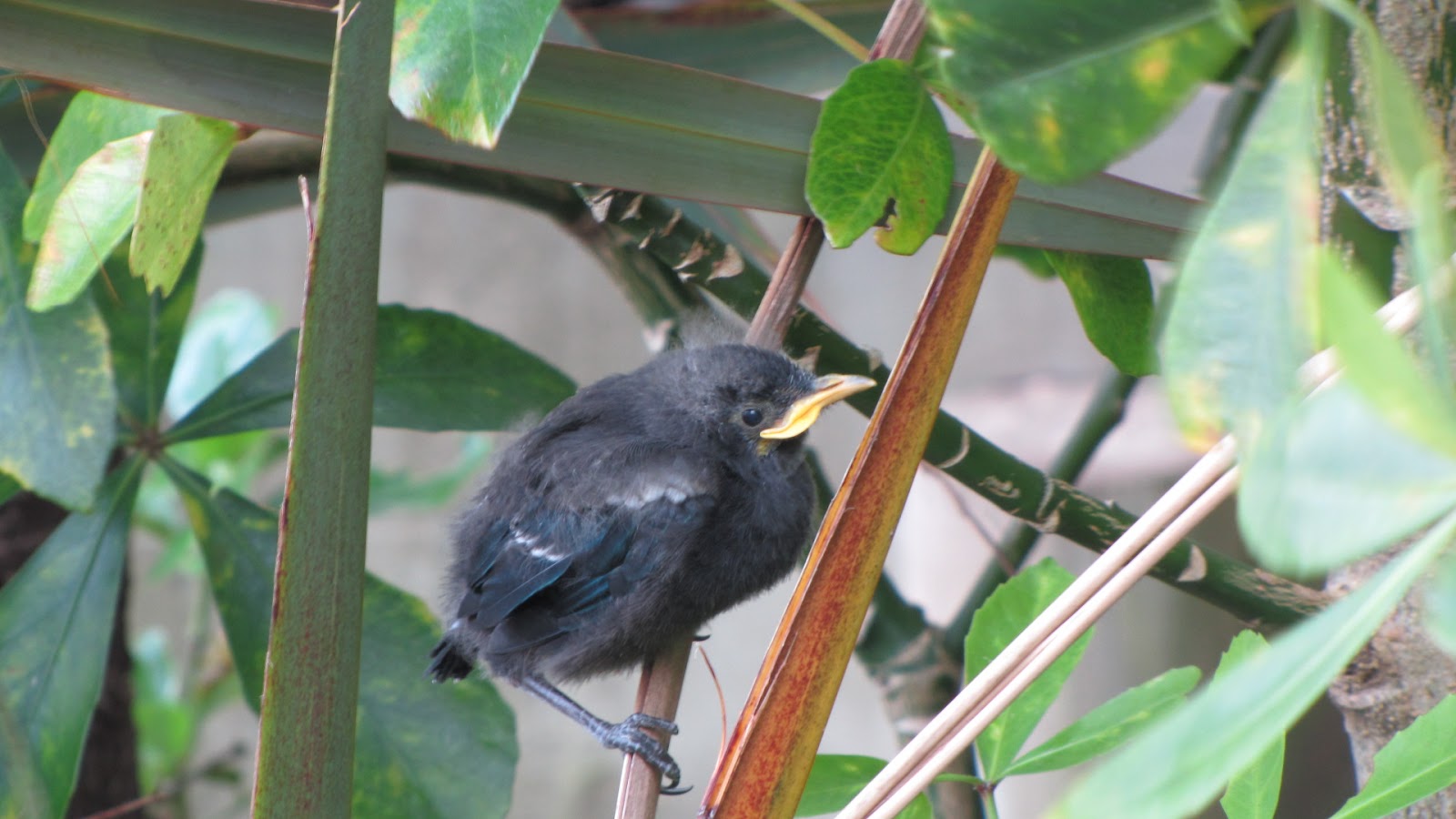 Explore and Discover Nature: Tūī Takeover - tūī chicks growing up in ...