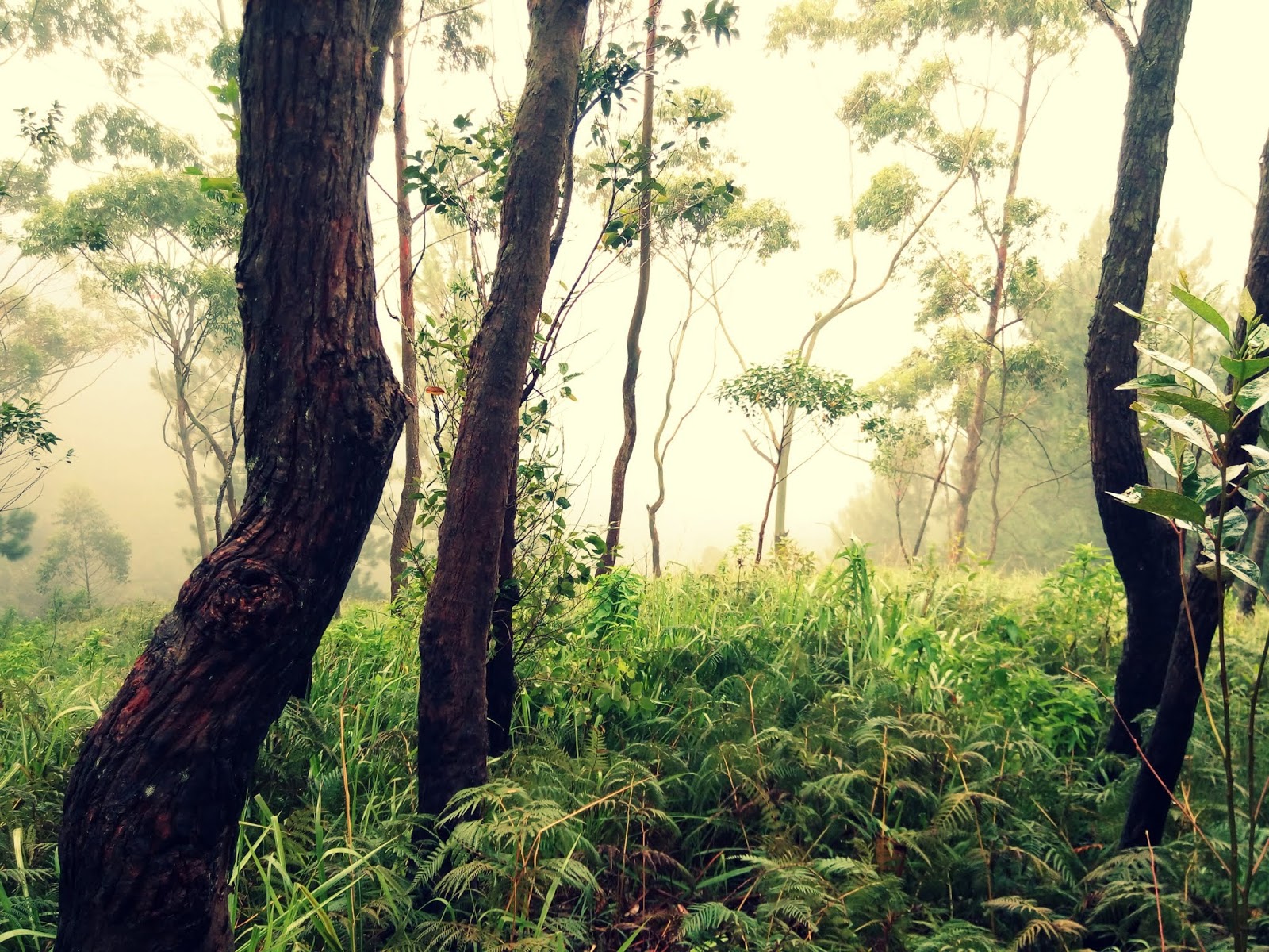 ලින්කන්ගෙ වෙබ් පිටුව: ඔහිය සිට යකාගේ පඩිපෙල පසුකර බඹරකන්ද දියඇල්ලට ...