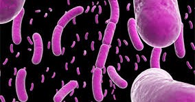 Karakteristik Bakteri Bacillus subtilis - AGROTEKNO LAB