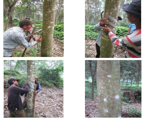 Menyapa Hati Menyentuh Qalbu: Sistem Sadap Karet yang Benar