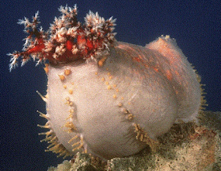 Struktur Tubuh Teripang | IKAN DAN LAUT