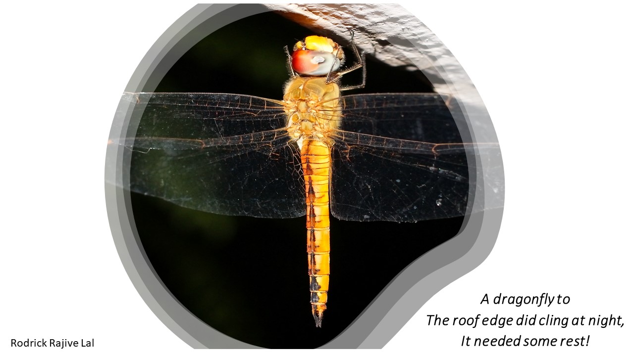 Rodrick Writes: My Haiku Poems On Birds and Insects