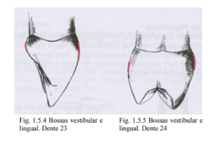 Resumo- Anatomia Buco-Maxilo-Facial