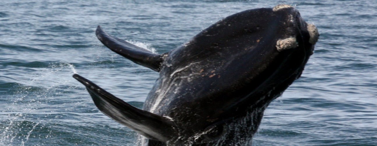 4 ballenas hermosas que no conoces