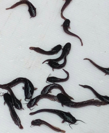MC AGRIC SERVICES: FAST GROWING CATFISH FINGERLINGS, POST FINGERLINGS ...