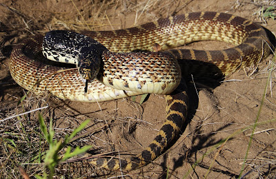 All of Nature: Bull Snake in September