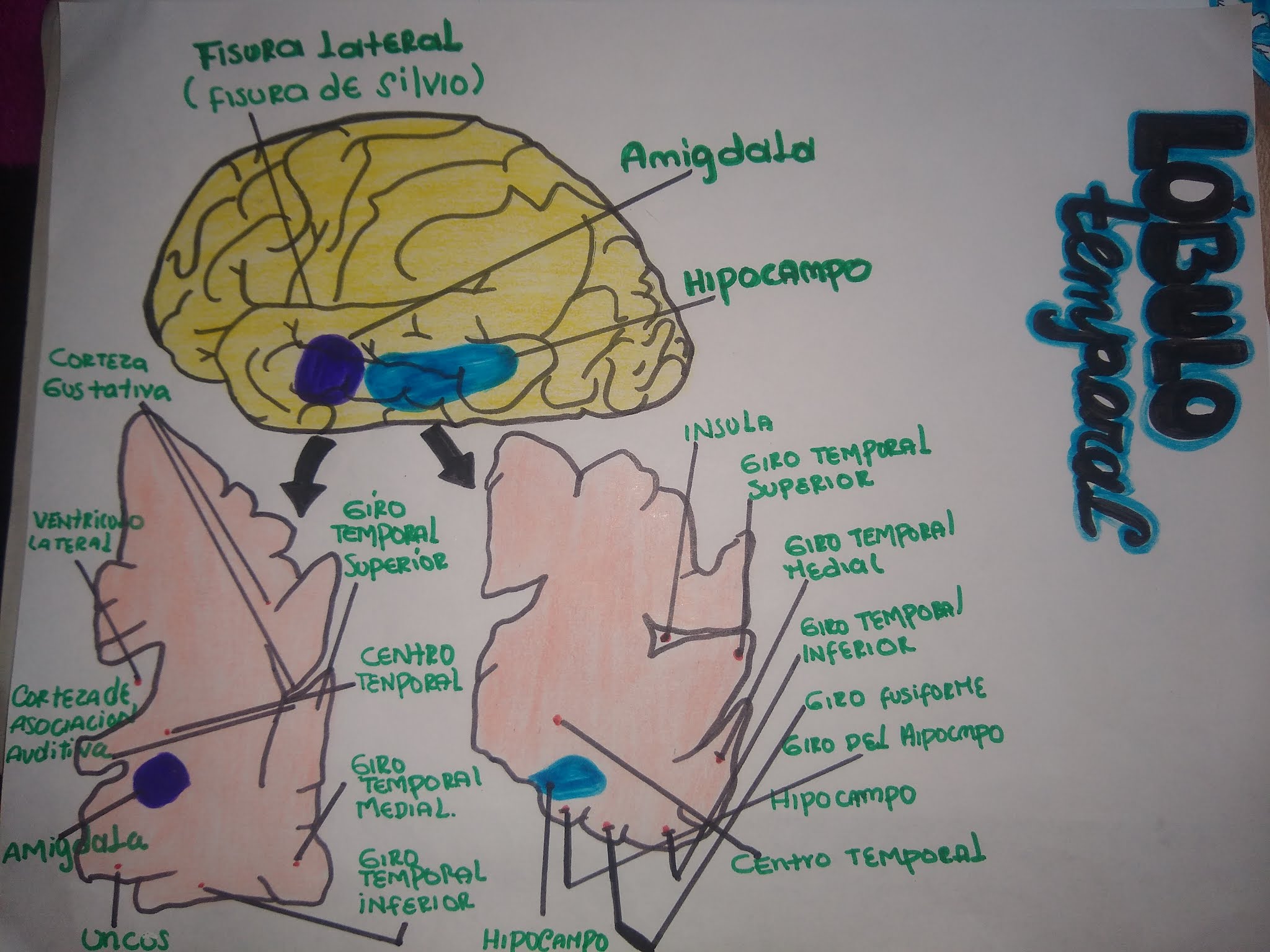 Tarea 2 - Corteza Cerebral y complejidad humana