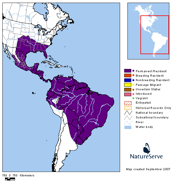 Los armadillos, reliquias acorazadas