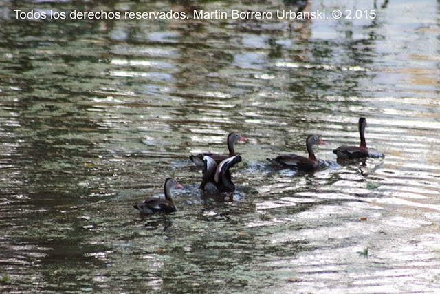 AVES DEL HUILA: PATOS