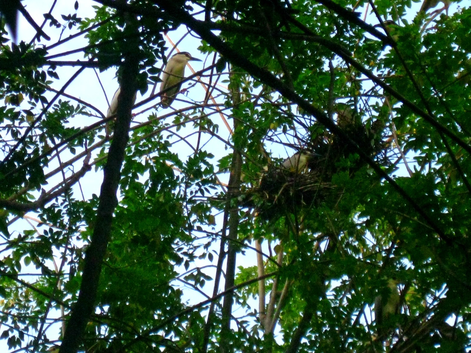 The Walking Tripod: Inside Baras Bird Sanctuary