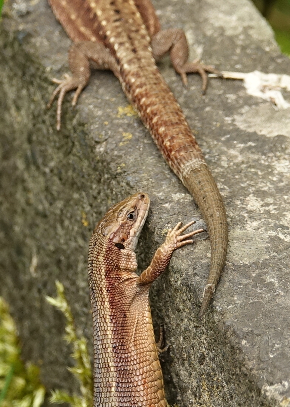 Het wel en wee van een familie levendbarende hagedissen.