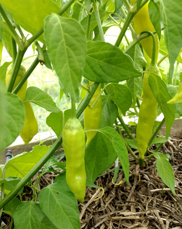 The Best Type of Seed