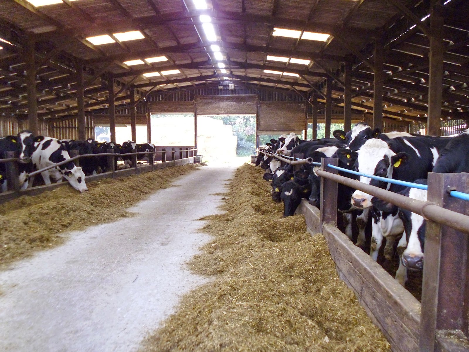 Year 1 Class: Cow sheds, farm house and stables- A brilliant time had ...