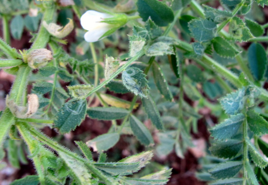 FLORA NEL SALENTO e.. anche altrove: Cicer arietinum L. - Fabaceae - cece