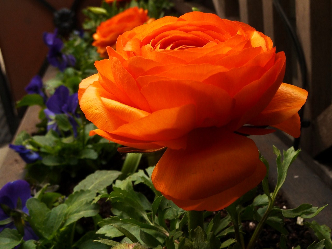 Outside Now: Orange Ranunculus