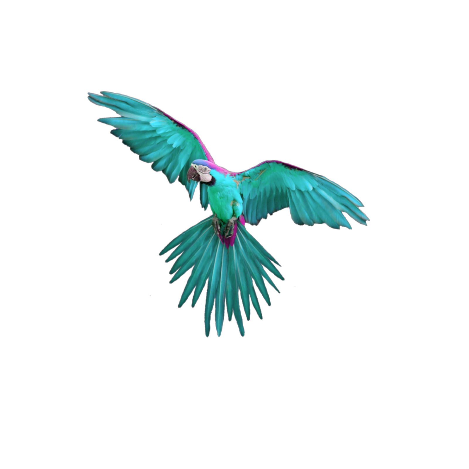 Picsart New Bird Lover Manipulation Photo Editing Tutorial || Amazing ...