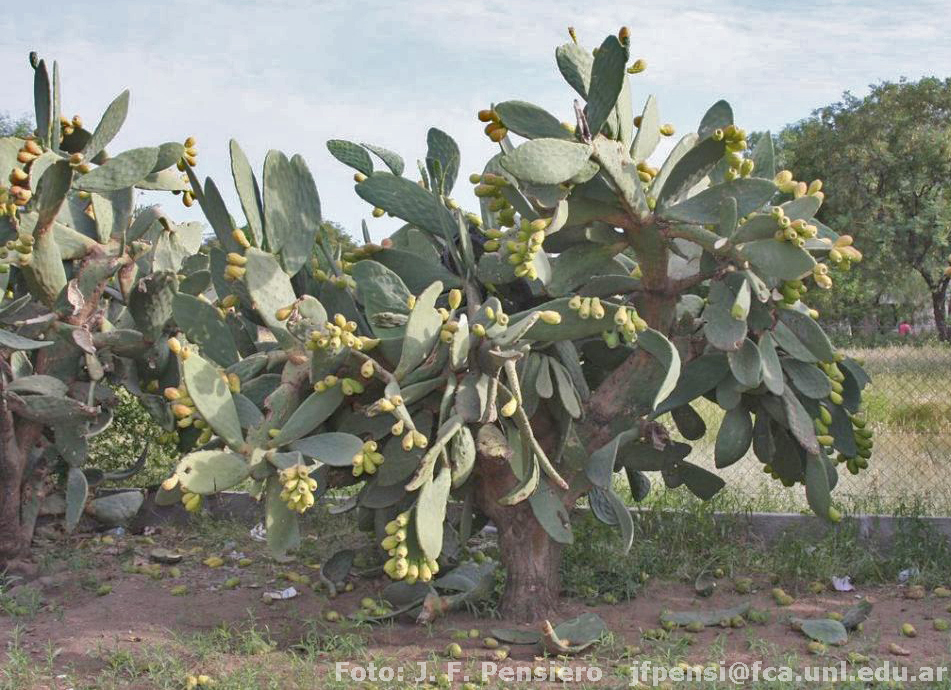 Argentina nativa: Tuna (Opuntia ficus-indica)