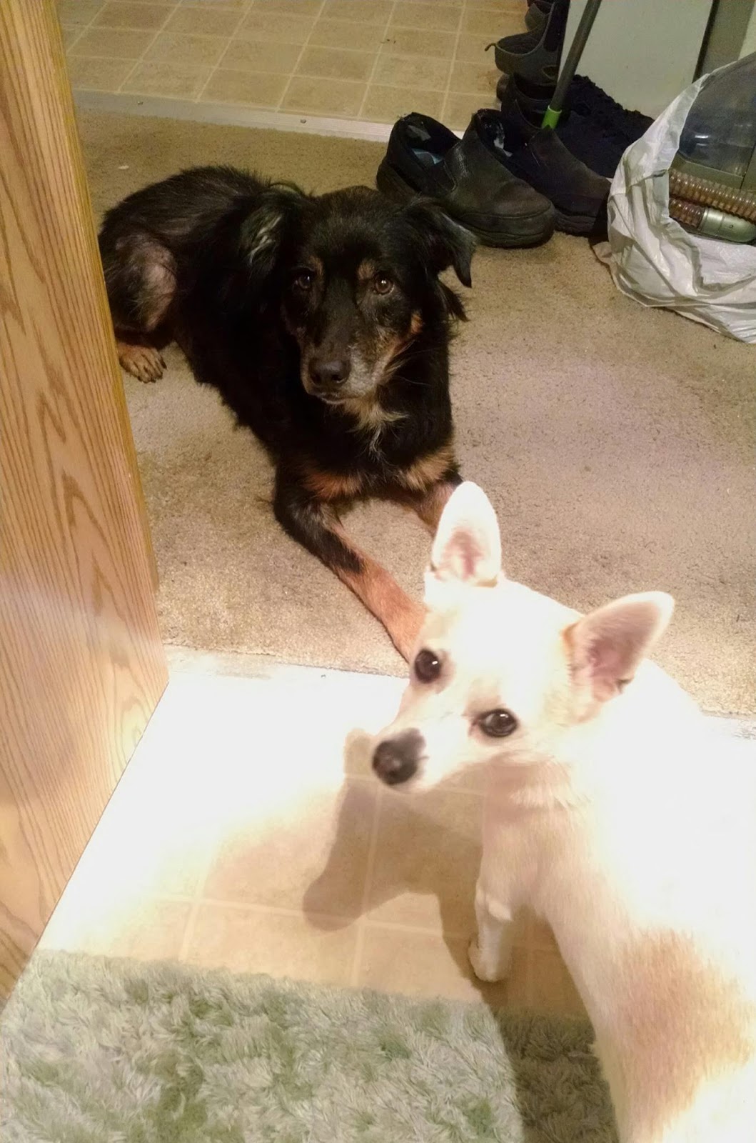 Shelter Dogs of Portland: "ANGUS" Happy Adoption Update - mellow ...