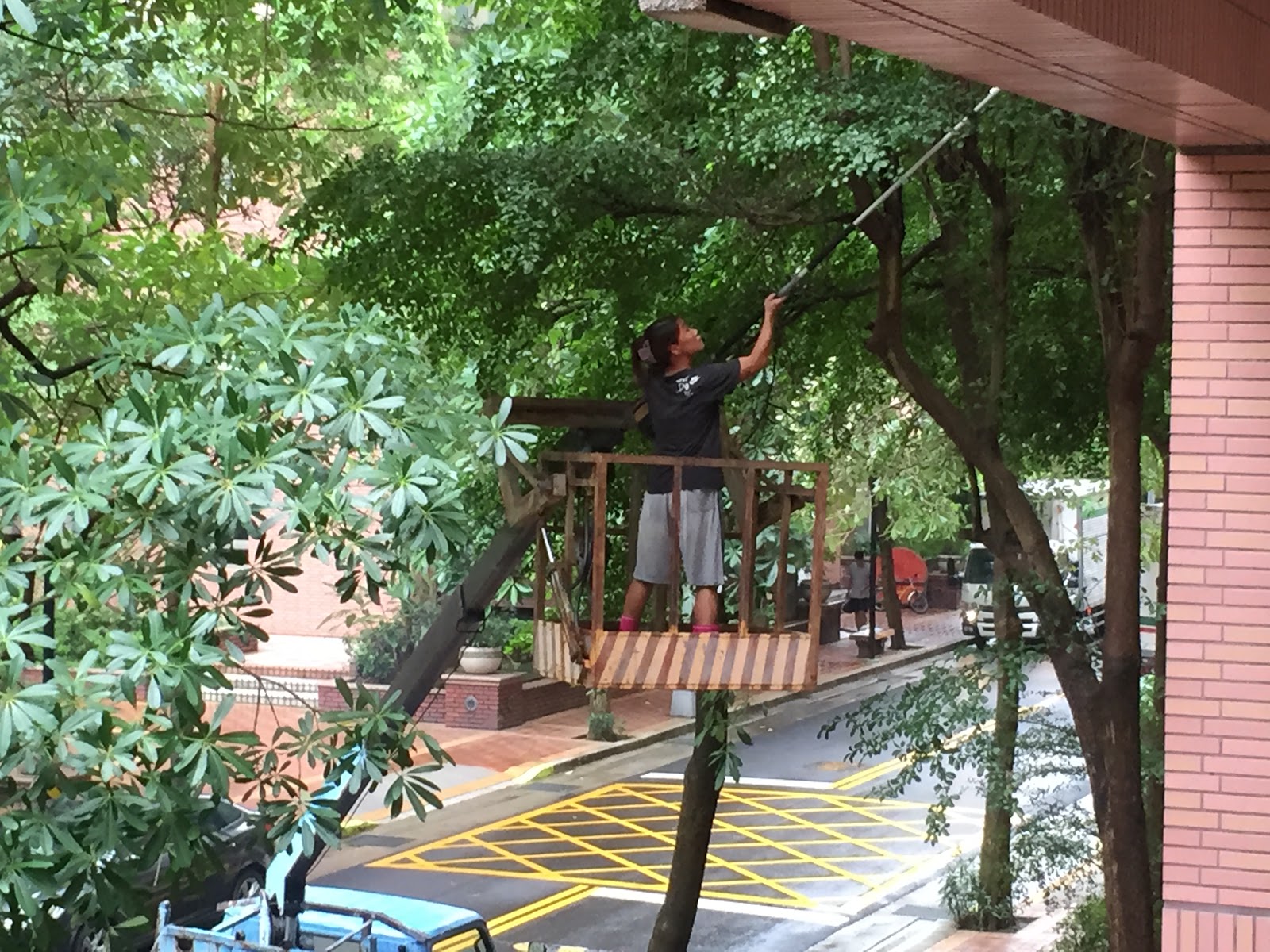 安全第一 SOURCE: Alex shigo 1991 modern arboriculture | 樹沃客樹藝