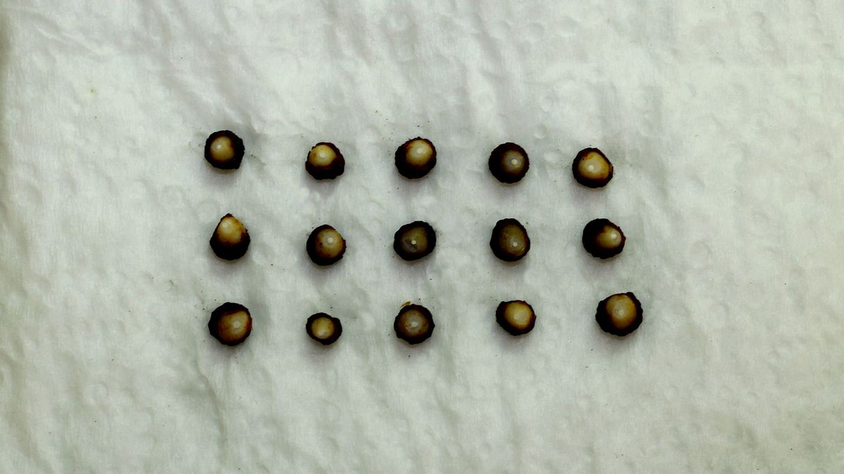 World of Irises: Talking About Arilbred Irises