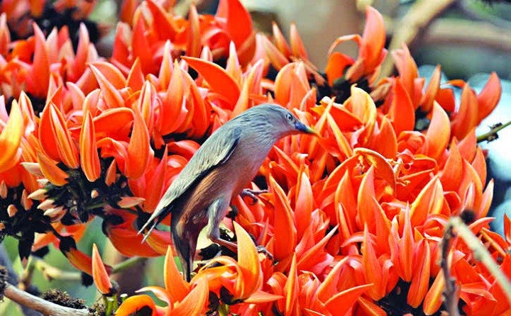 Modern Baul: spring in bangladesh / boshonto kal