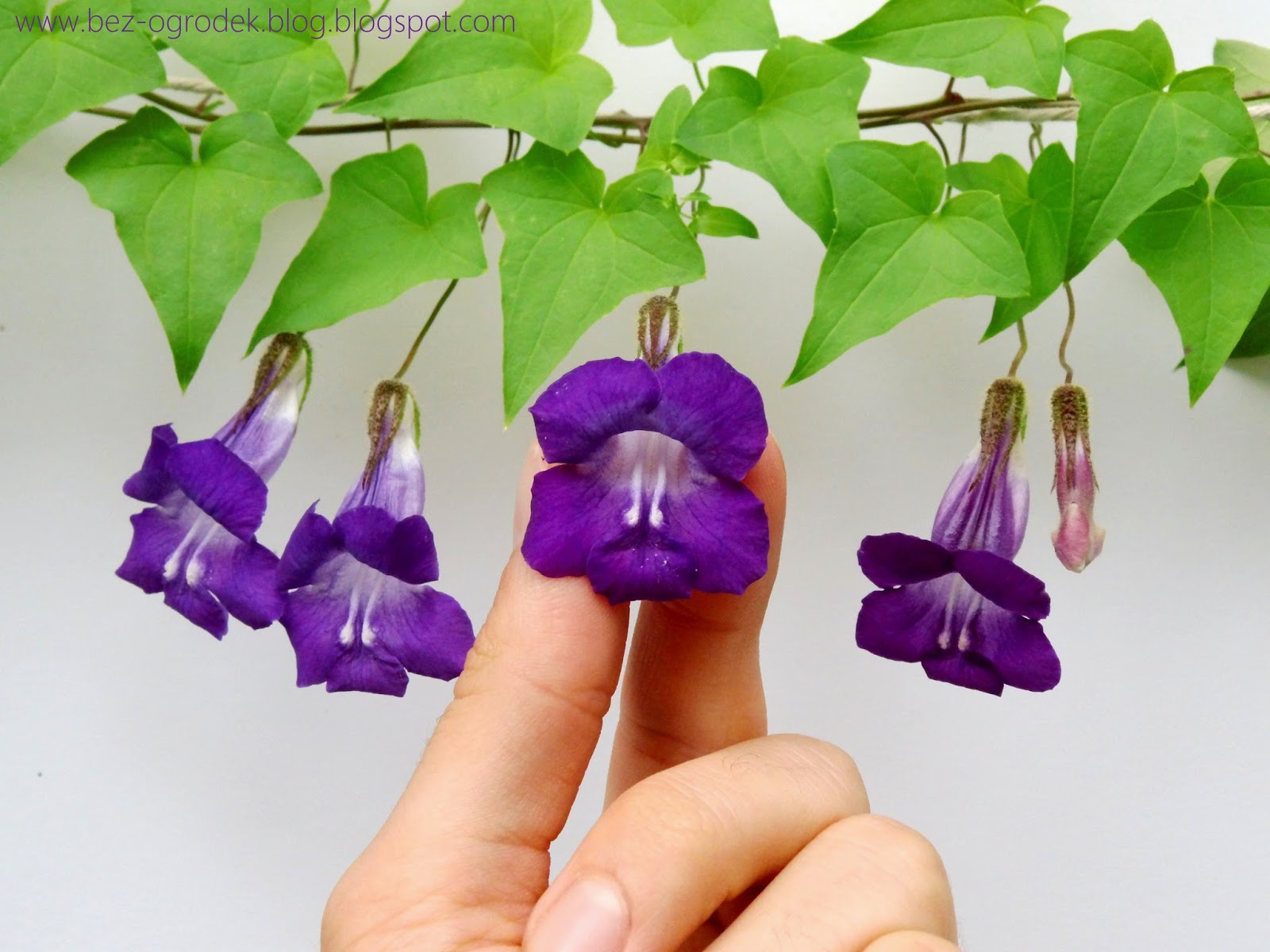 Pnącza jak dwa żywioły: mina i azarina | BEZ OGRÓDEK | blog ogrodniczy