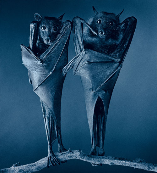 My Owl Barn: Award Winning Photographer Focuses His Lens On Endangered ...