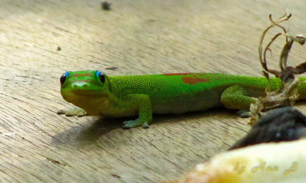 Ana Mayotte: Faune et Flore a Mayotte 22112011
