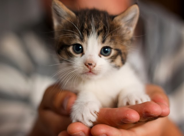 Gatitos adorables bebés - Imagui