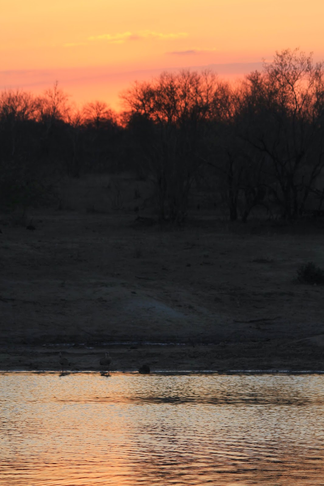 The world explored: Where the wild things are. (Part I - Ngala)