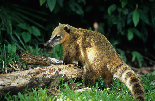 Zoo News Digest: Coati Coffee