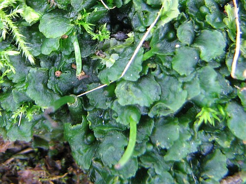 Flora de Puerto Rico Ilustrada Papo Vives: Notothyladaceae PHAEOCEROS ...